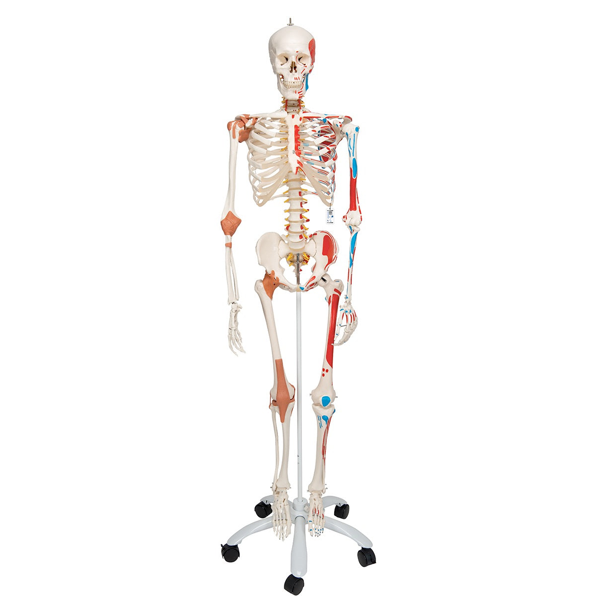 3B SCIENTIFIC HUMAN SKELETON MODEL SAM WITH MUSCLES & LIGAMENTS ...