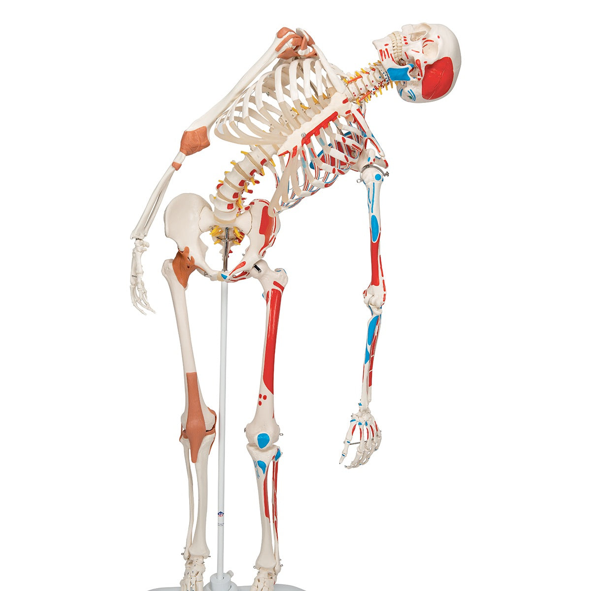 3B SCIENTIFIC HUMAN SKELETON MODEL SAM WITH MUSCLES & LIGAMENTS ...