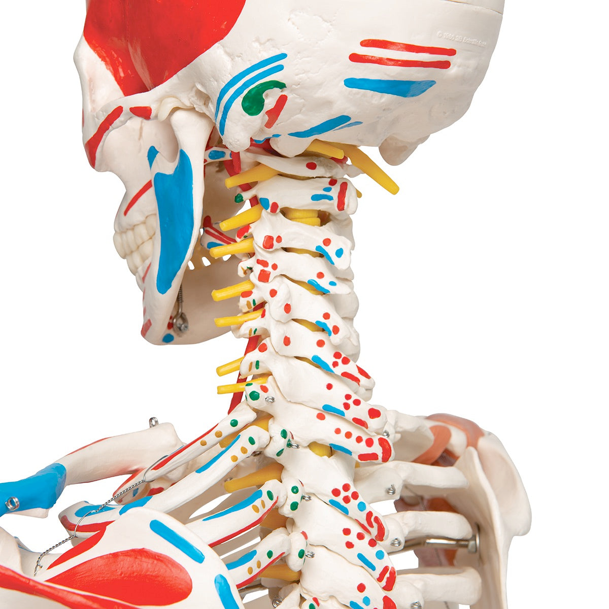 3B SCIENTIFIC HUMAN SKELETON MODEL SAM WITH MUSCLES & LIGAMENTS ...