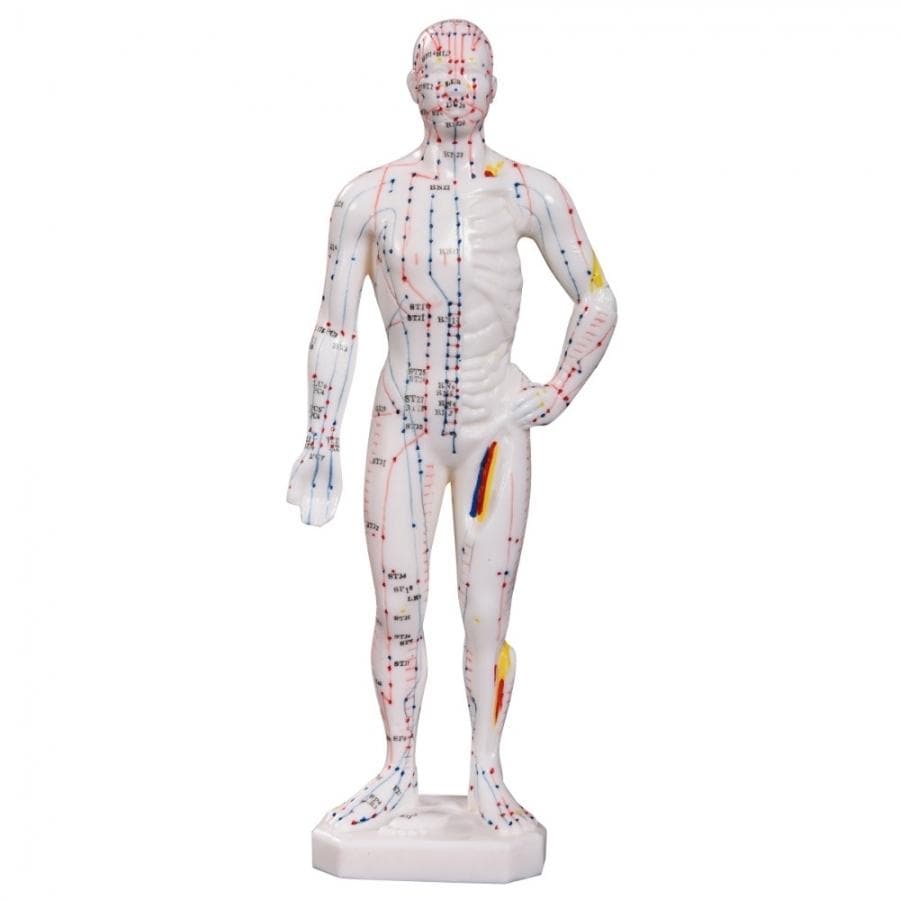 66FIT ACUPUNCTURE MALE MODEL - 26CM – Whiteley AllCare