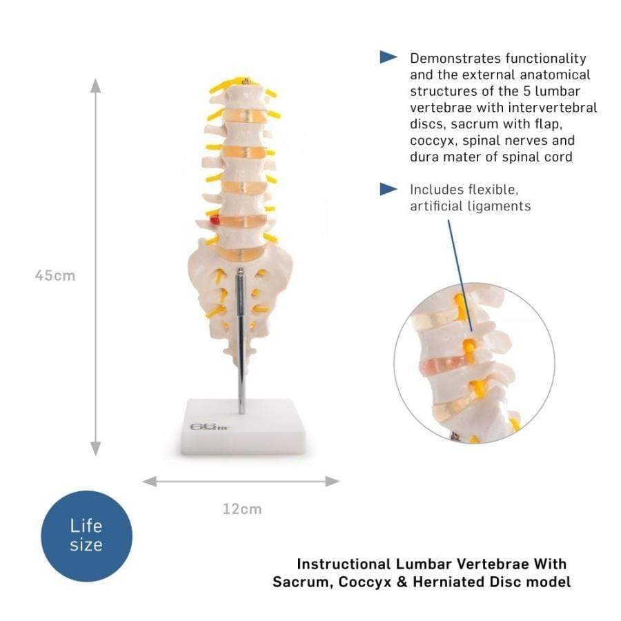 Anatomical Models Supplier New Zealand | Whiteley Allcare – Whiteley ...