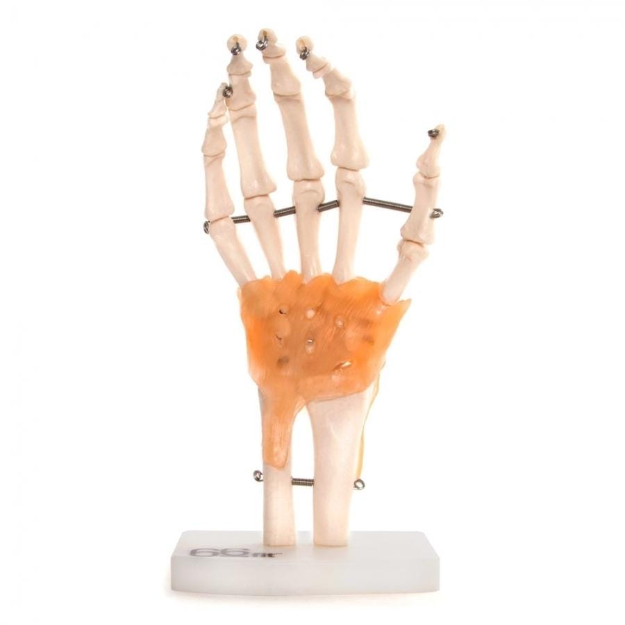 ANATOMICAL MODEL HUMAN HAND JOINT WITH LIGAMENTS – Whiteley AllCare